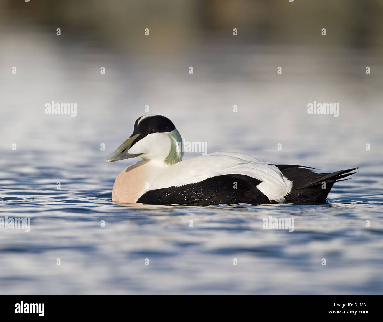 Male Common Eider in harbour facing right Stock Photo - Alamy