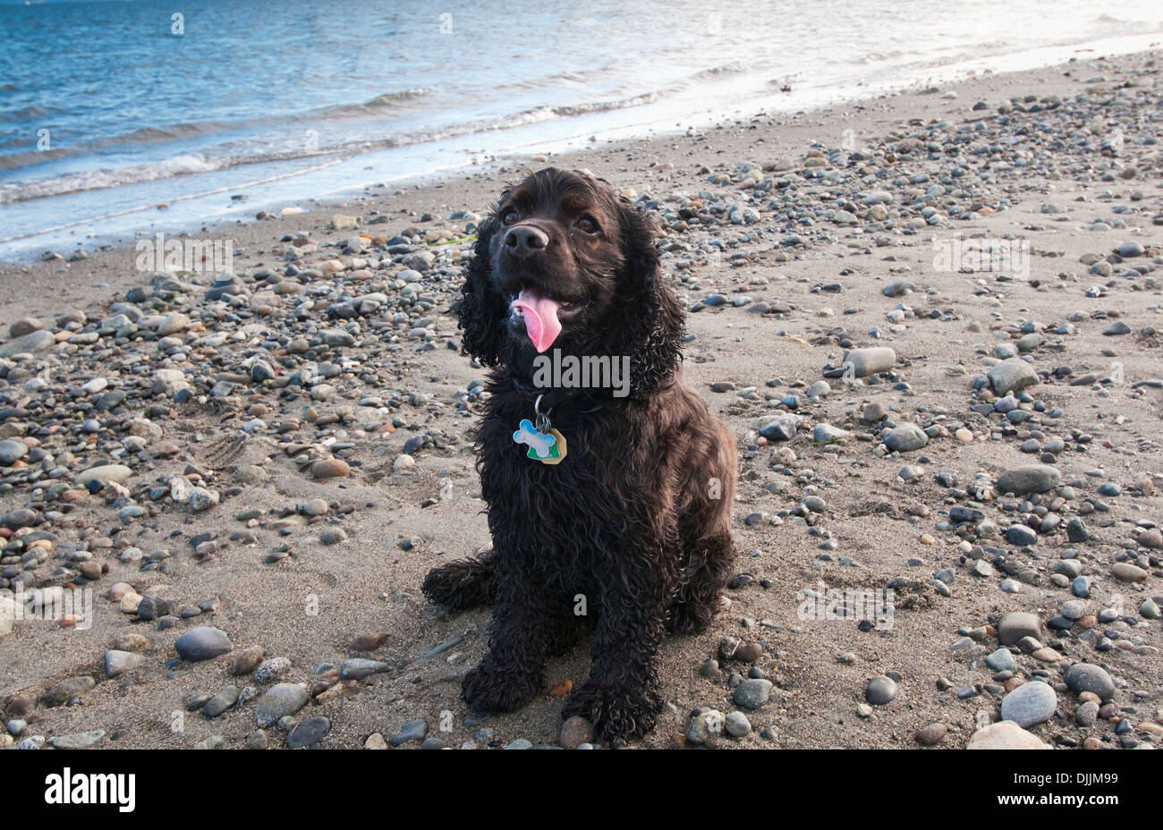 Cocker Spaniel Enjoys The Ocean At Island View Regional Park Near ...