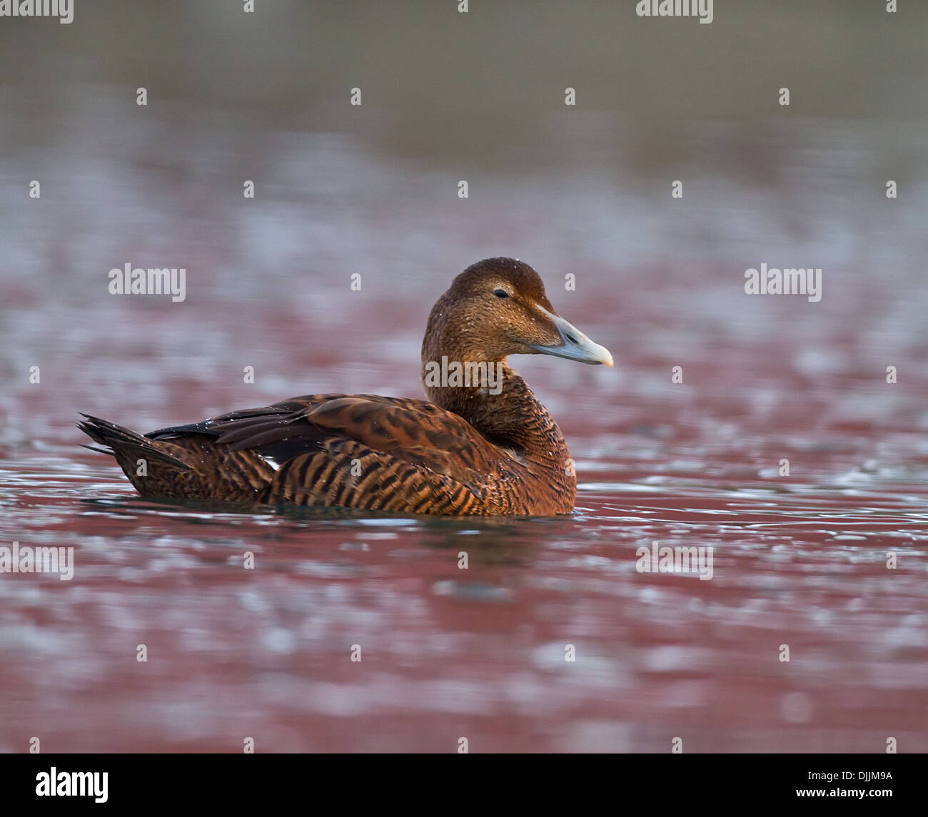 Female Common Eider in harbour facing right Stock Photo - Alamy