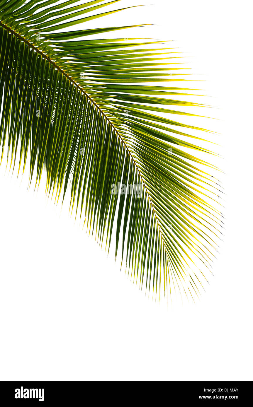 Coconut palm tree leaf isolated on white background Stock Photo - Alamy
