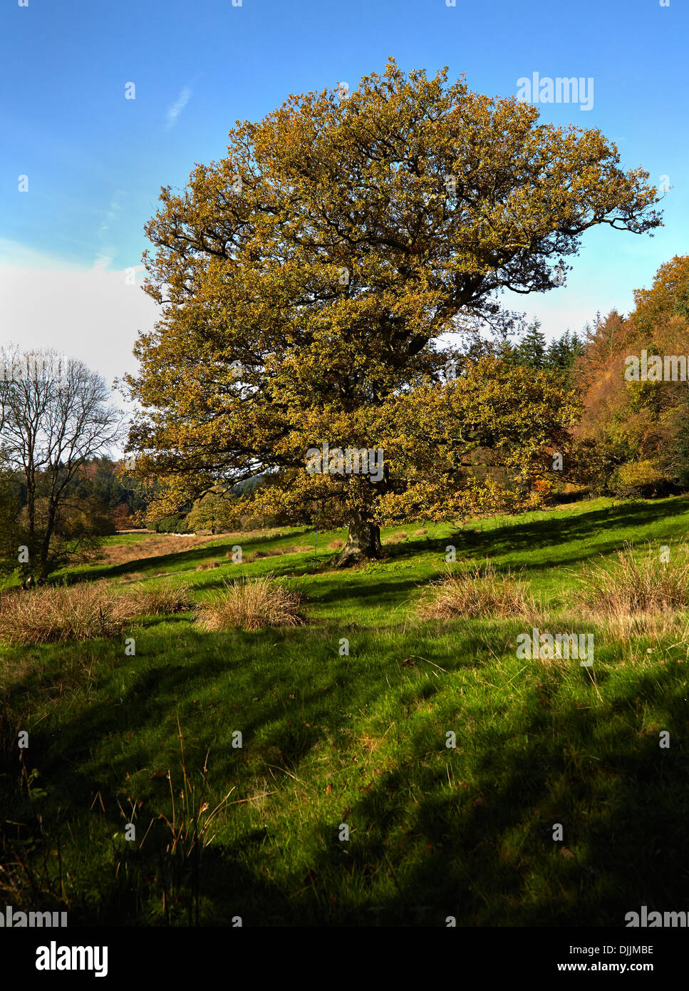 English oak quercus robur hi-res stock photography and images - Alamy