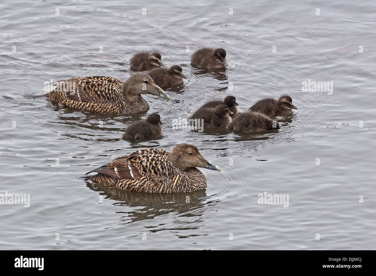 Female Common Eider with ducklings Stock Photo - Alamy