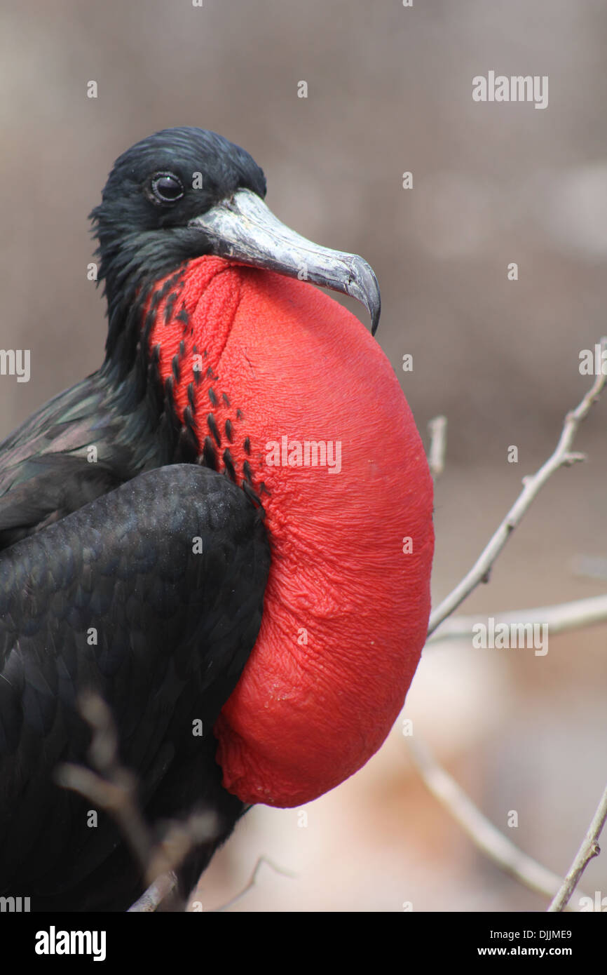 Great Frigatebird on the Galapagos Islands Stock Photo - Alamy