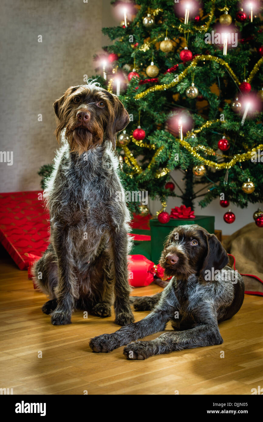 German wire haired pointers hi-res stock photography and images - Alamy
