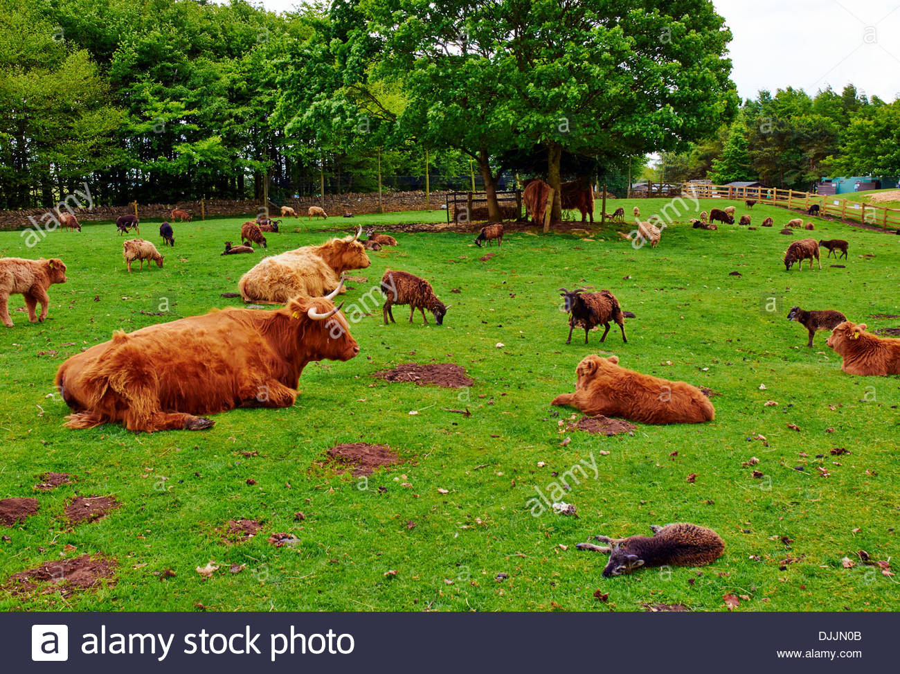 Cow Laying Down Stock Photos & Cow Laying Down Stock Images - Alamy
