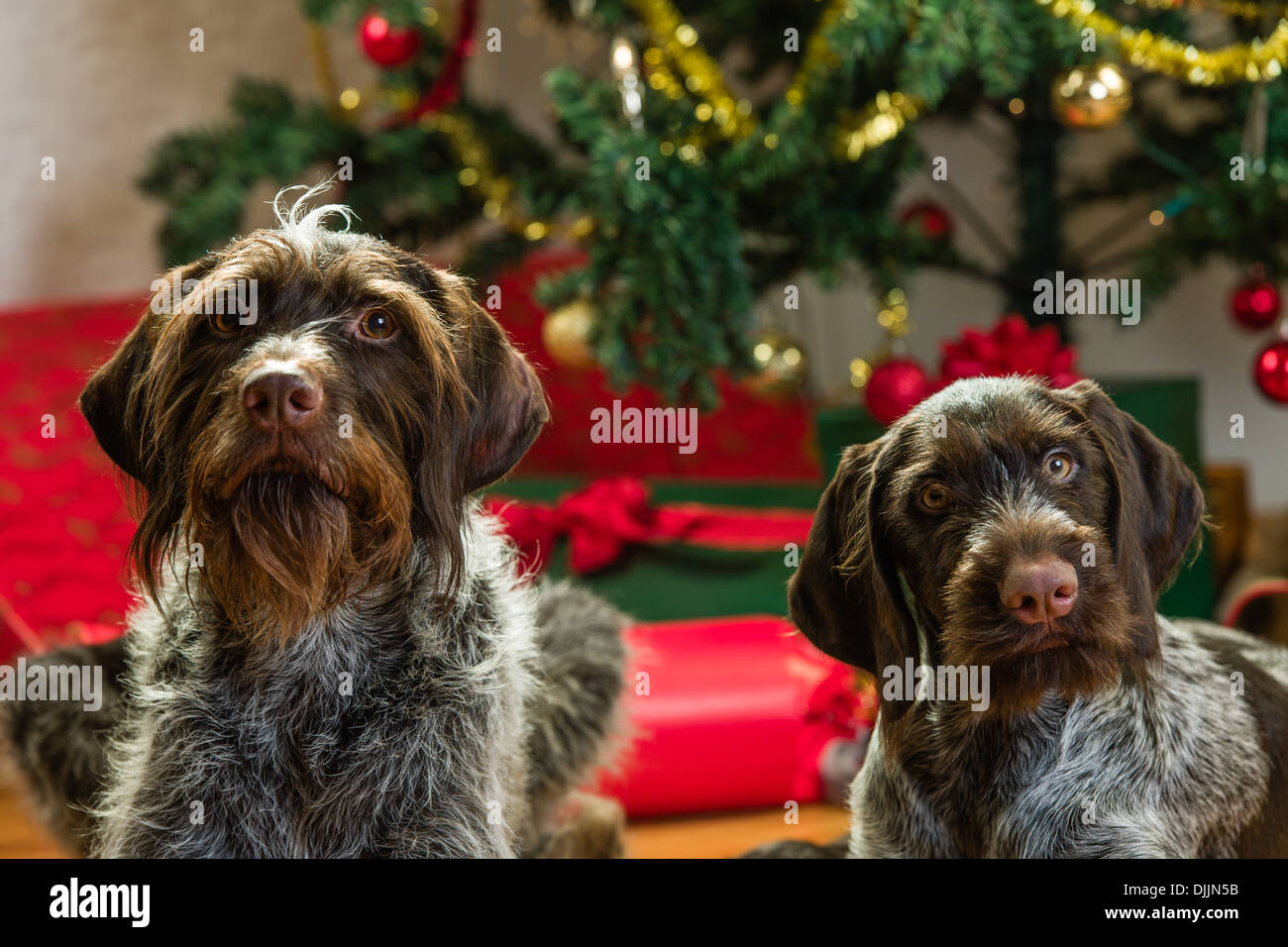 Adult and puppy German wire-haired pointers, Christmas tree and gifts ...