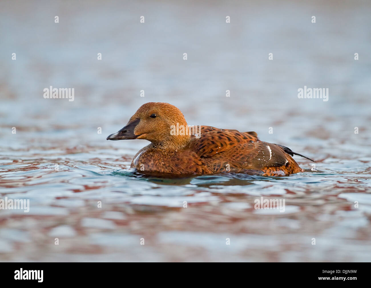Female King Eider in harbour facing left Stock Photo - Alamy