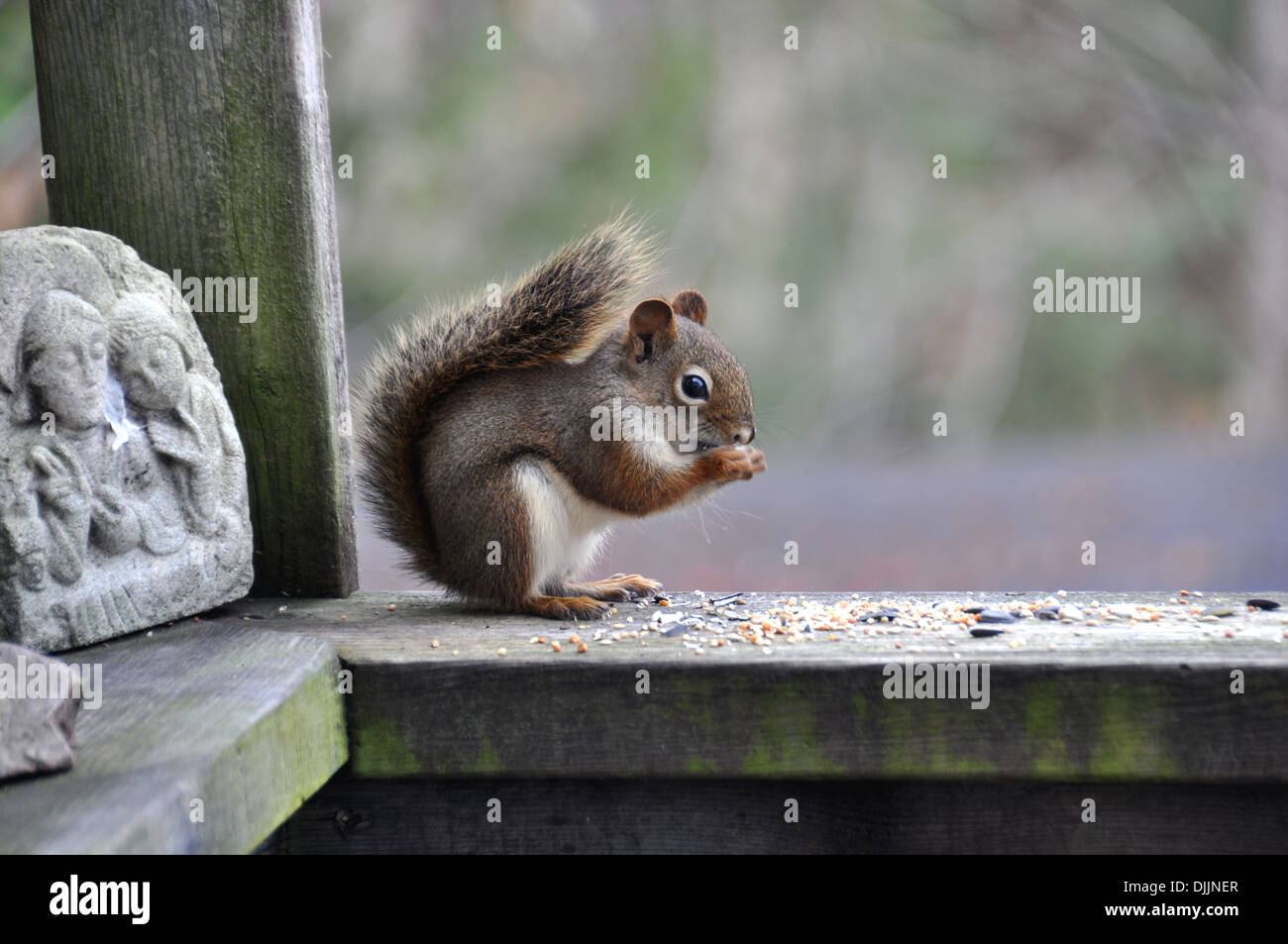 Squirrel eating seeds Stock Photo - Alamy