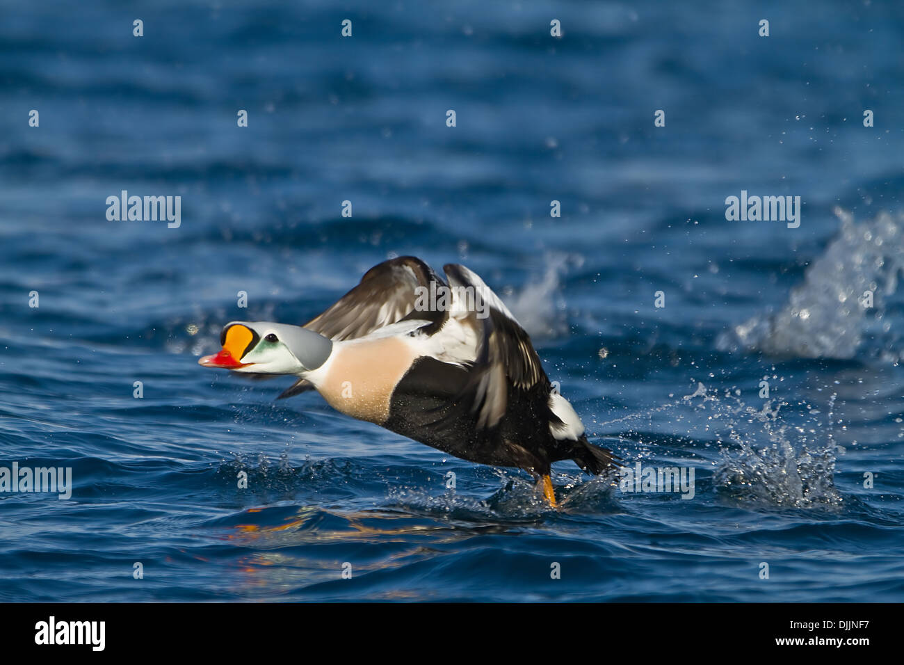 King eider flight hi-res stock photography and images - Alamy