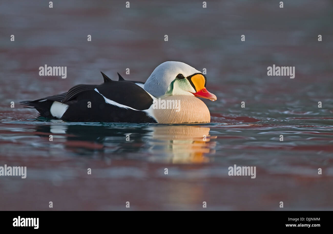 Male King Eider in harbour facing right Stock Photo - Alamy