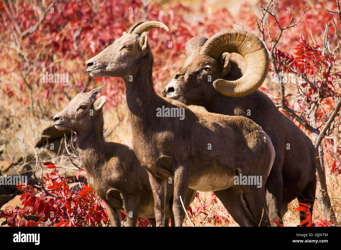 Family Of Bighorn Sheep In Swakane Area, Fall Colors, Columbia Valley ...
