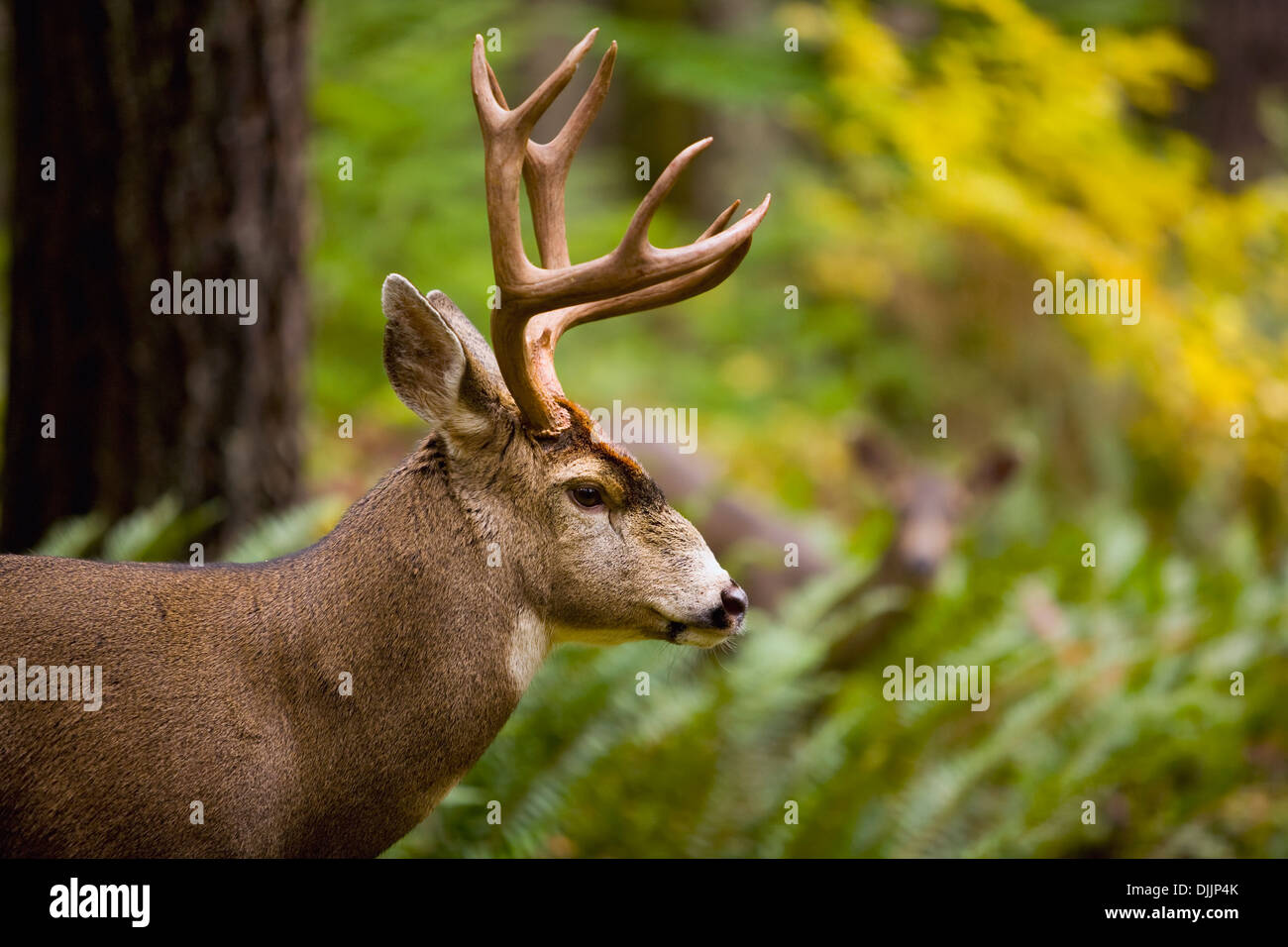 Black Whitetail Deer Buck