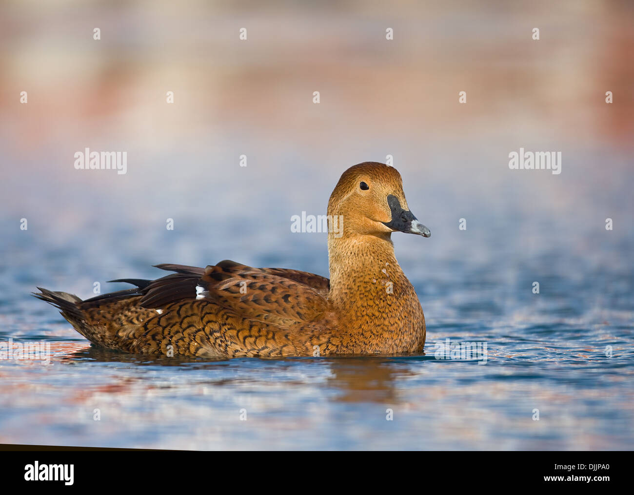 King eider female hi-res stock photography and images - Alamy