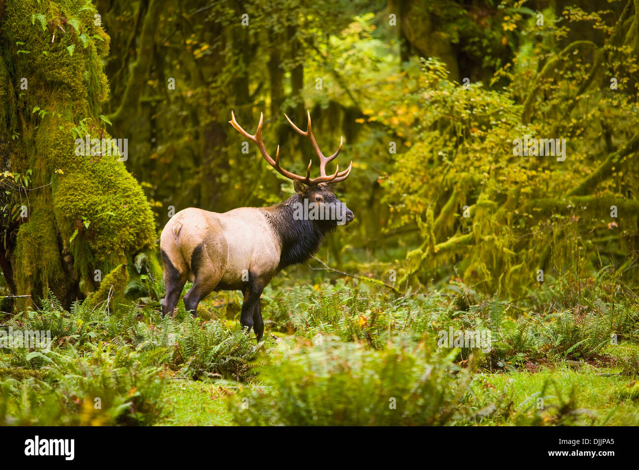 Washington Rainforest Animals