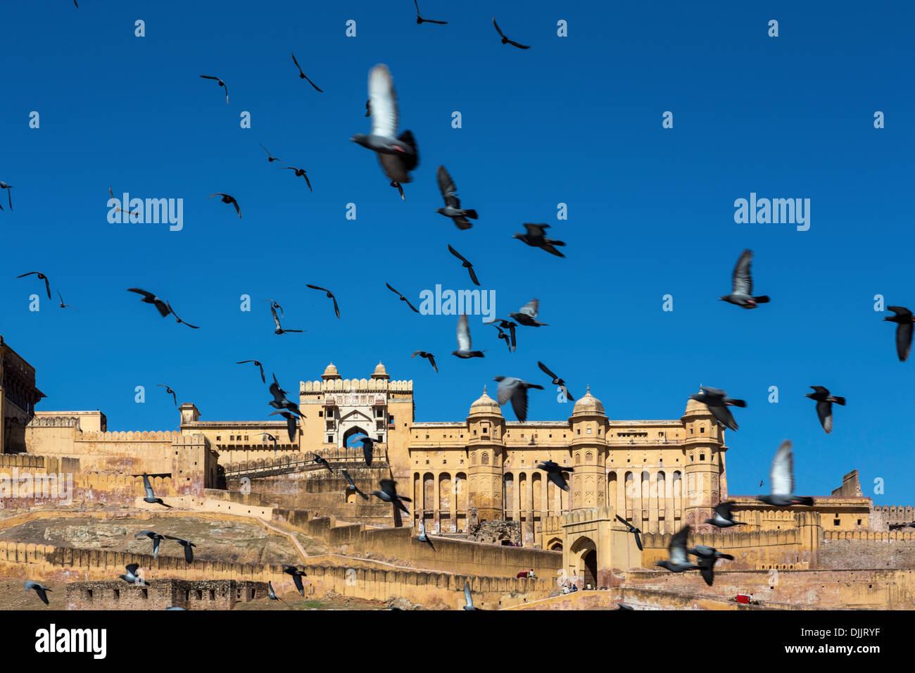 A flock of pigeons flies from the main facade of the Amber Fort Stock ...