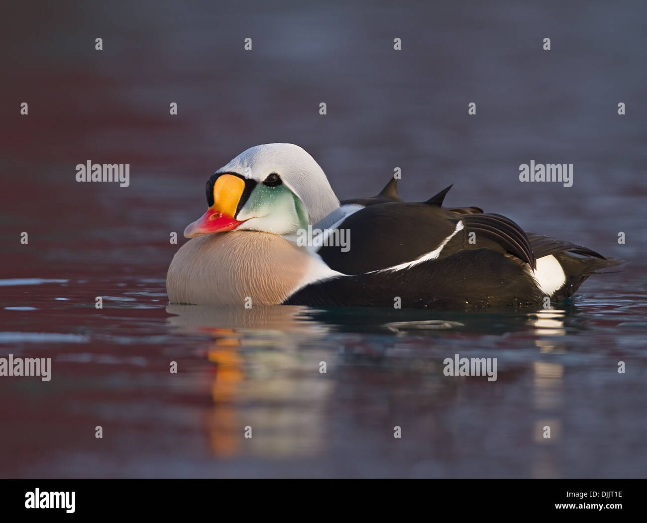 Male king eider hi-res stock photography and images - Alamy