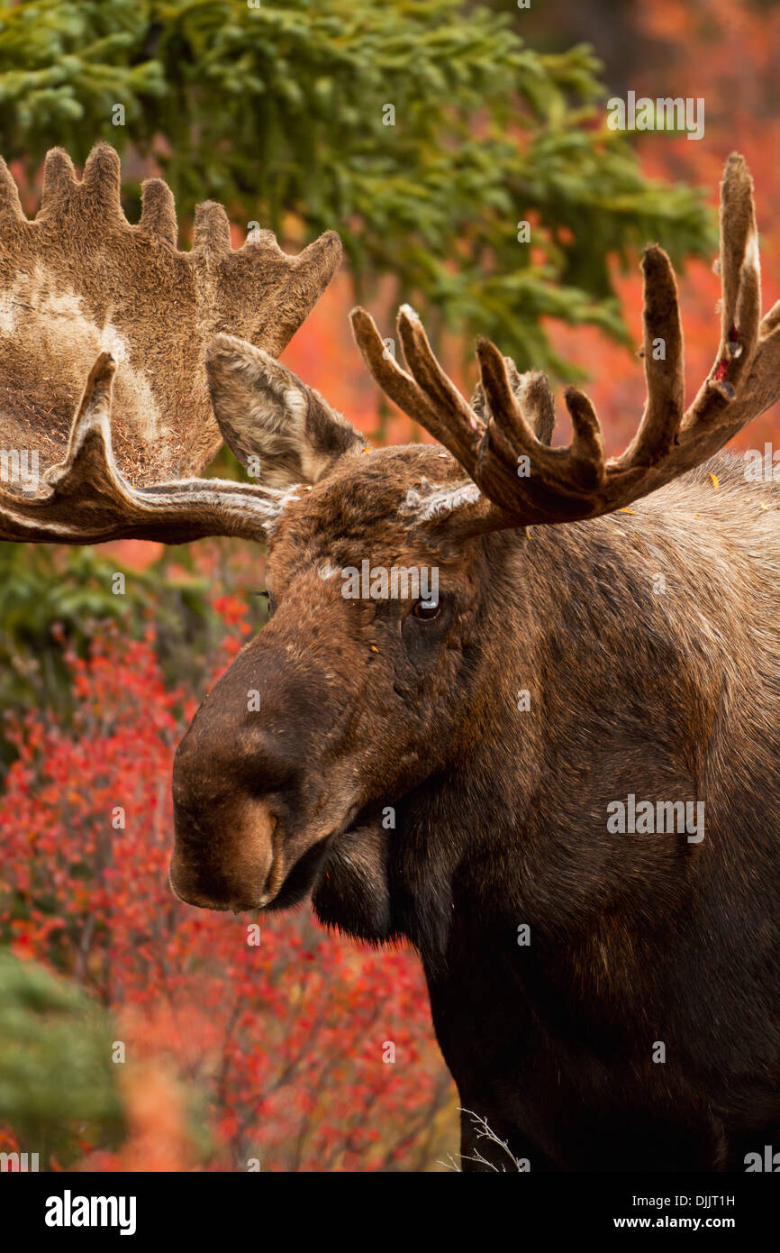 Design pics moose hi-res stock photography and images - Alamy
