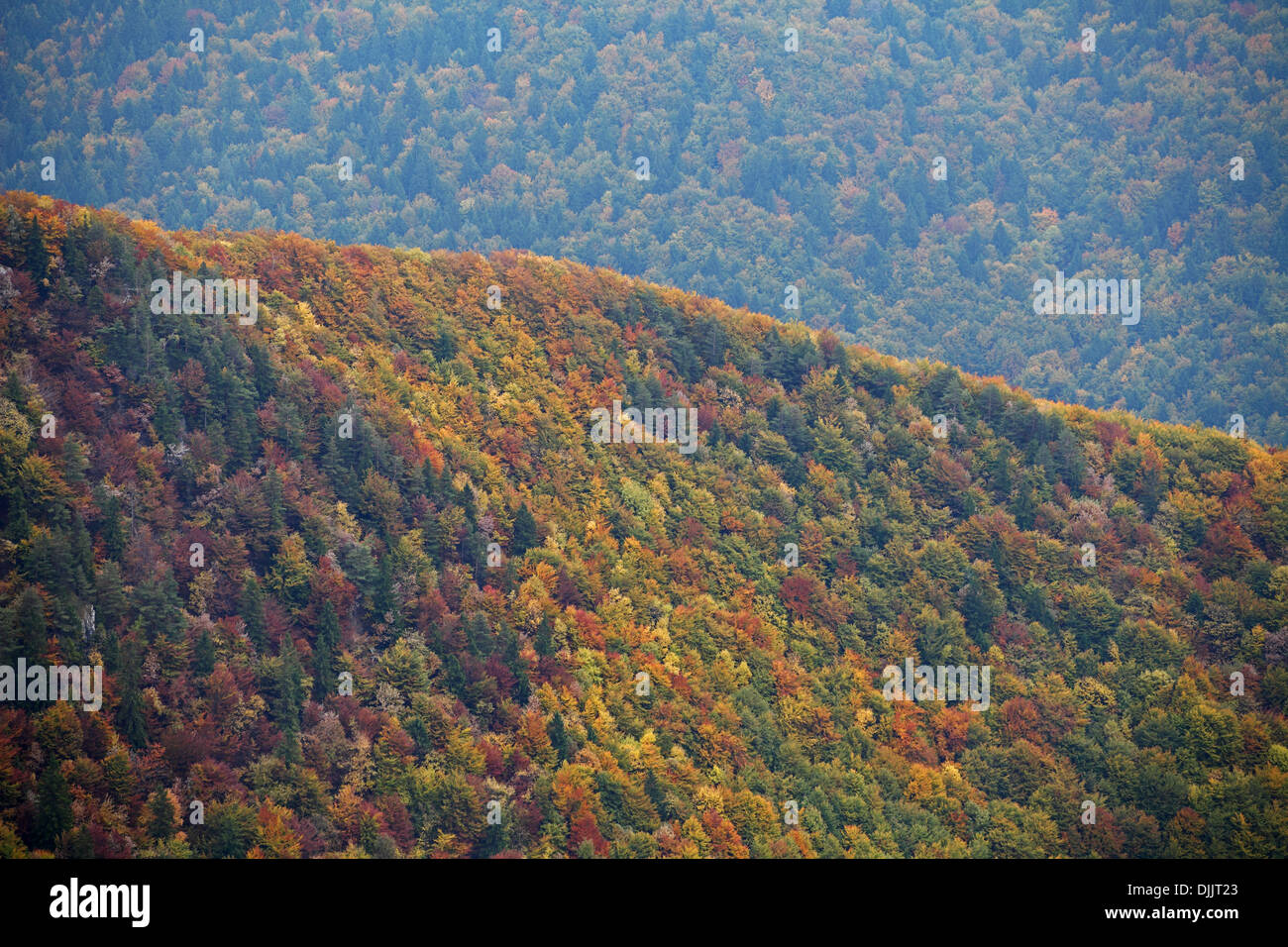 Autumnal colours of forest on the slopes of mountain Sip, Sipska Fatra ...