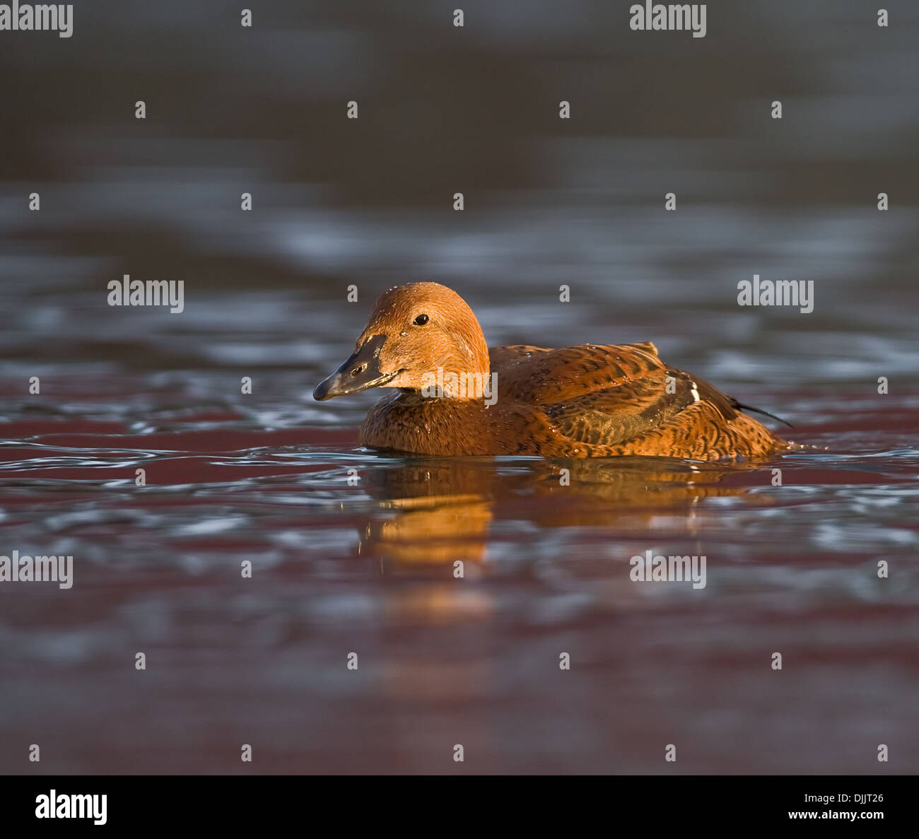 Female King Eider in harbour facing left Stock Photo - Alamy
