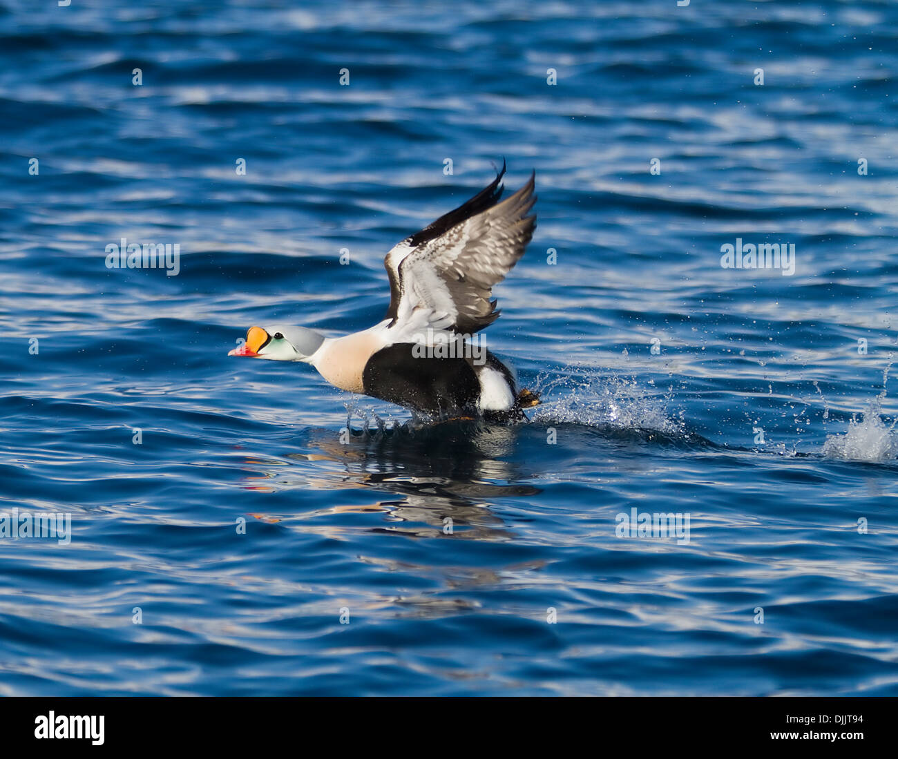 King eider flight hi-res stock photography and images - Alamy