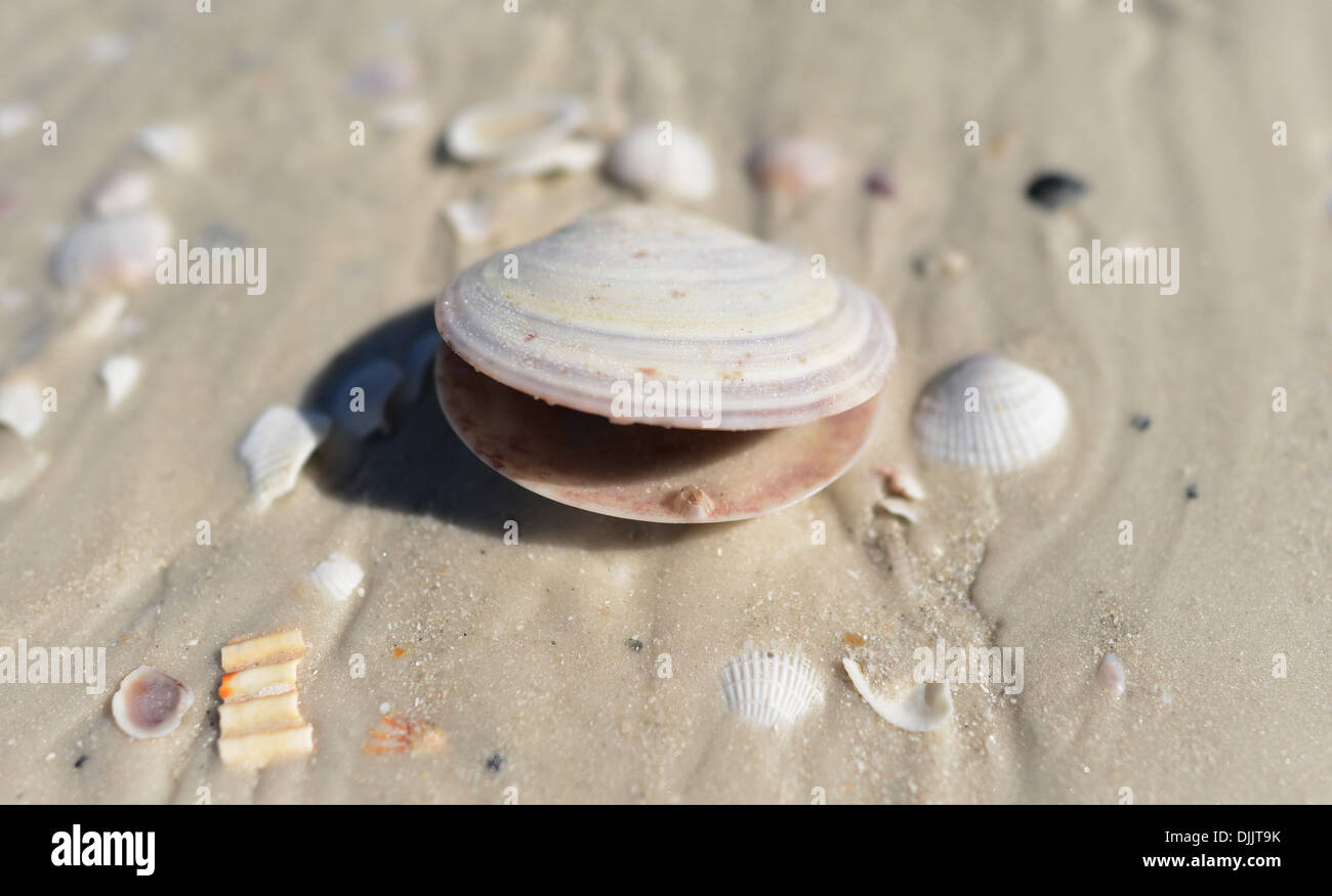Siesta key beach hi-res stock photography and images - Alamy