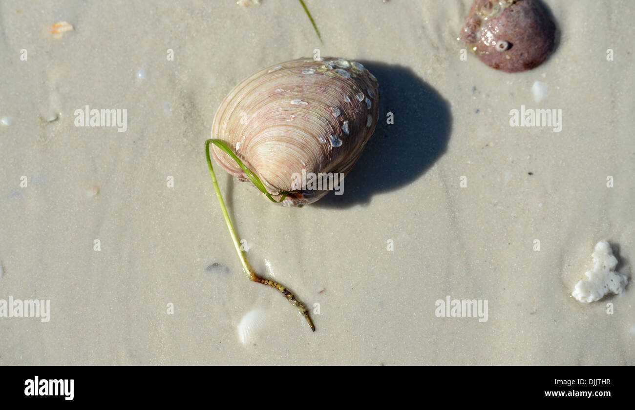 Seashells at Siesta Key Beach, Florida Stock Photo - Alamy