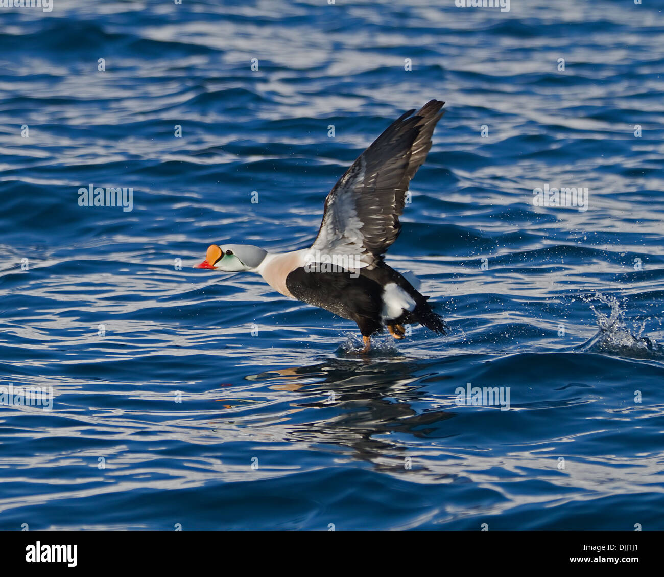 King eider flight hi-res stock photography and images - Alamy