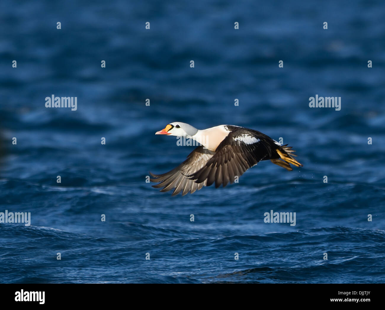 Male King Eider flying left wings down Stock Photo - Alamy