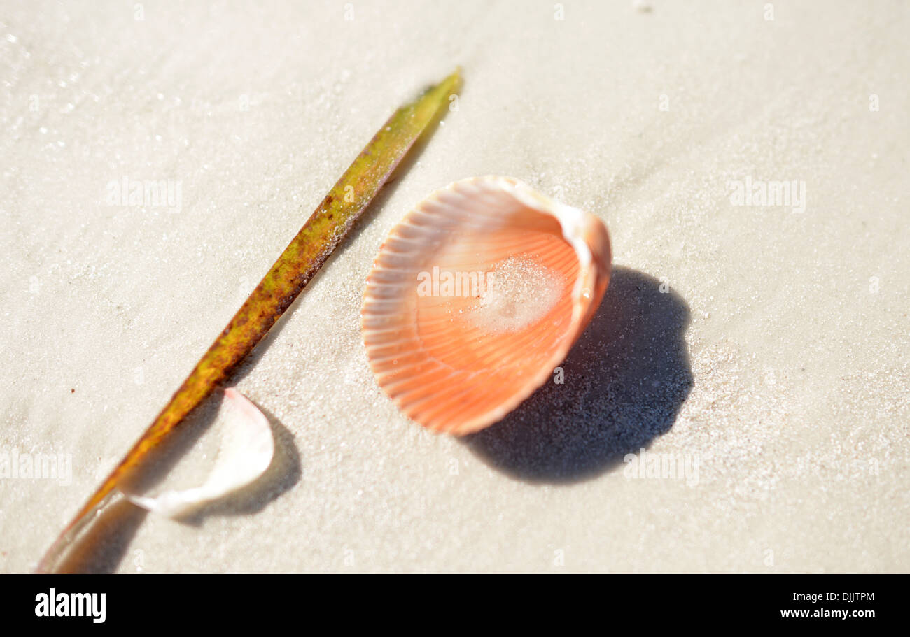 Seashells at Siesta Key Beach, Florida Stock Photo - Alamy