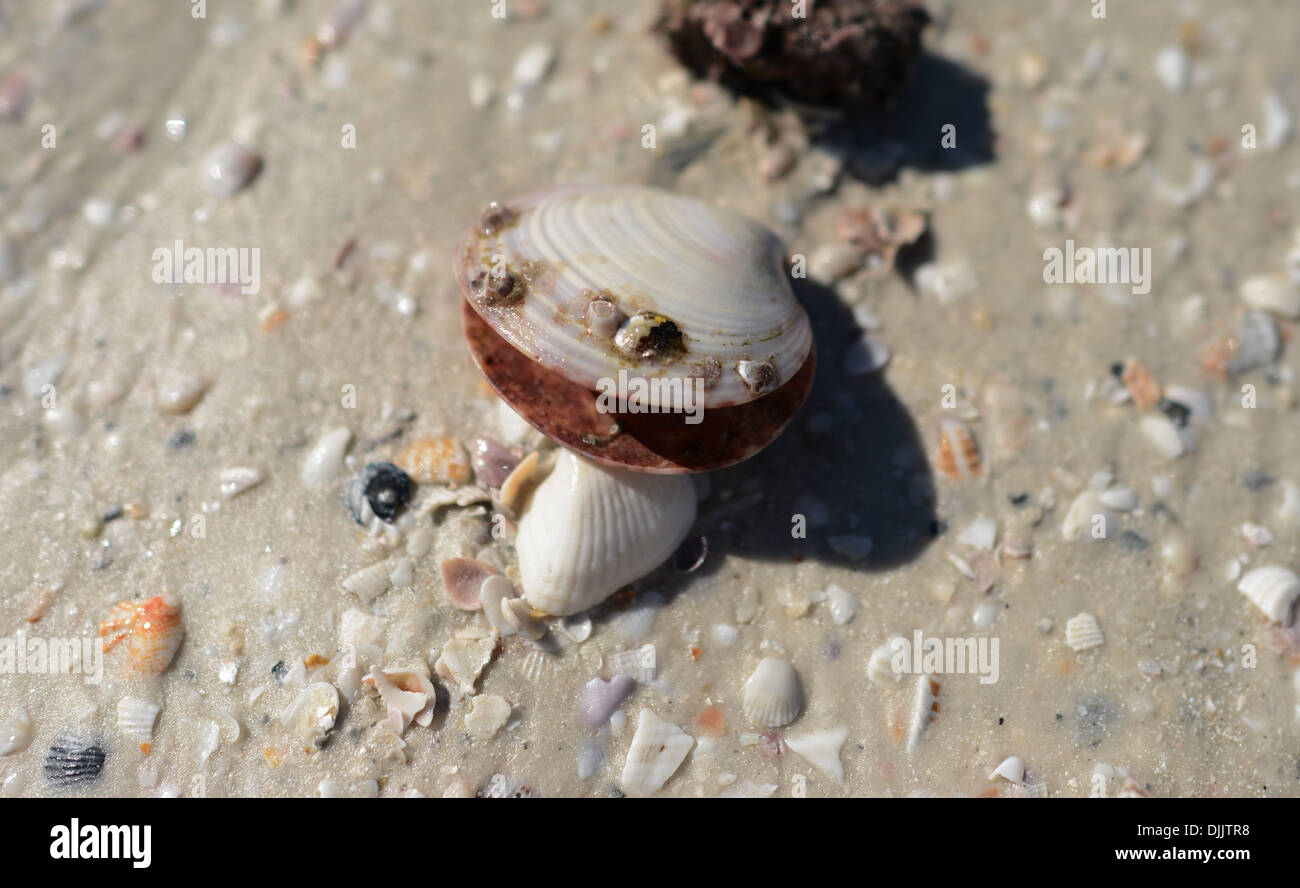 Seashells at Siesta Key Beach, Florida Stock Photo - Alamy