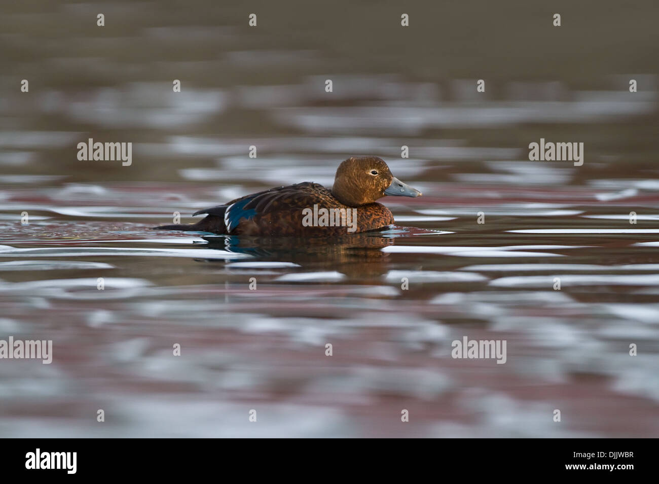 Female Stellar's eider facing right Stock Photo - Alamy