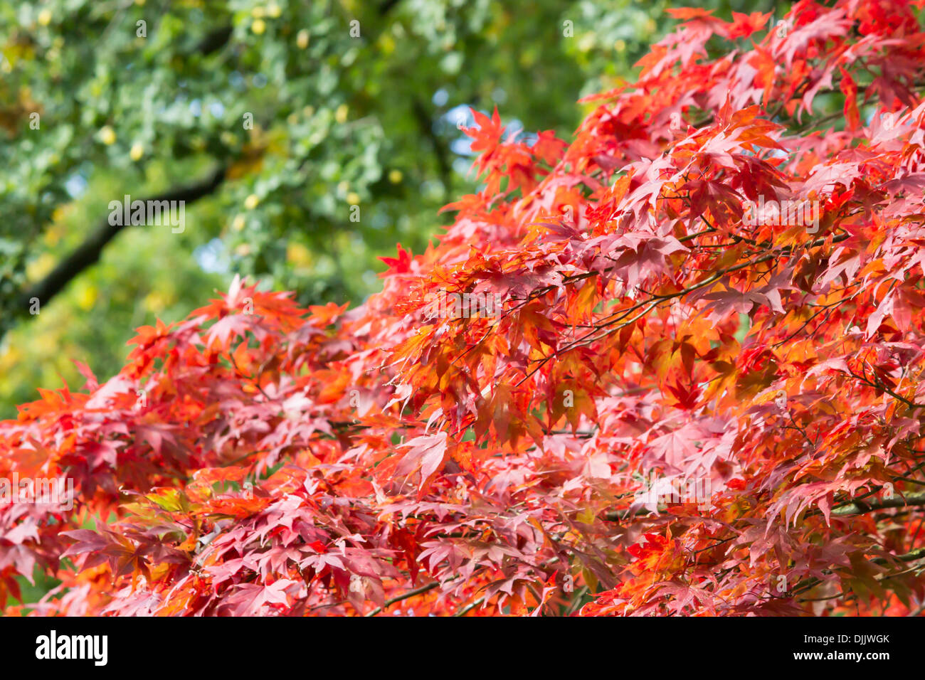 Autumn maple trees red leaves hi-res stock photography and images - Alamy