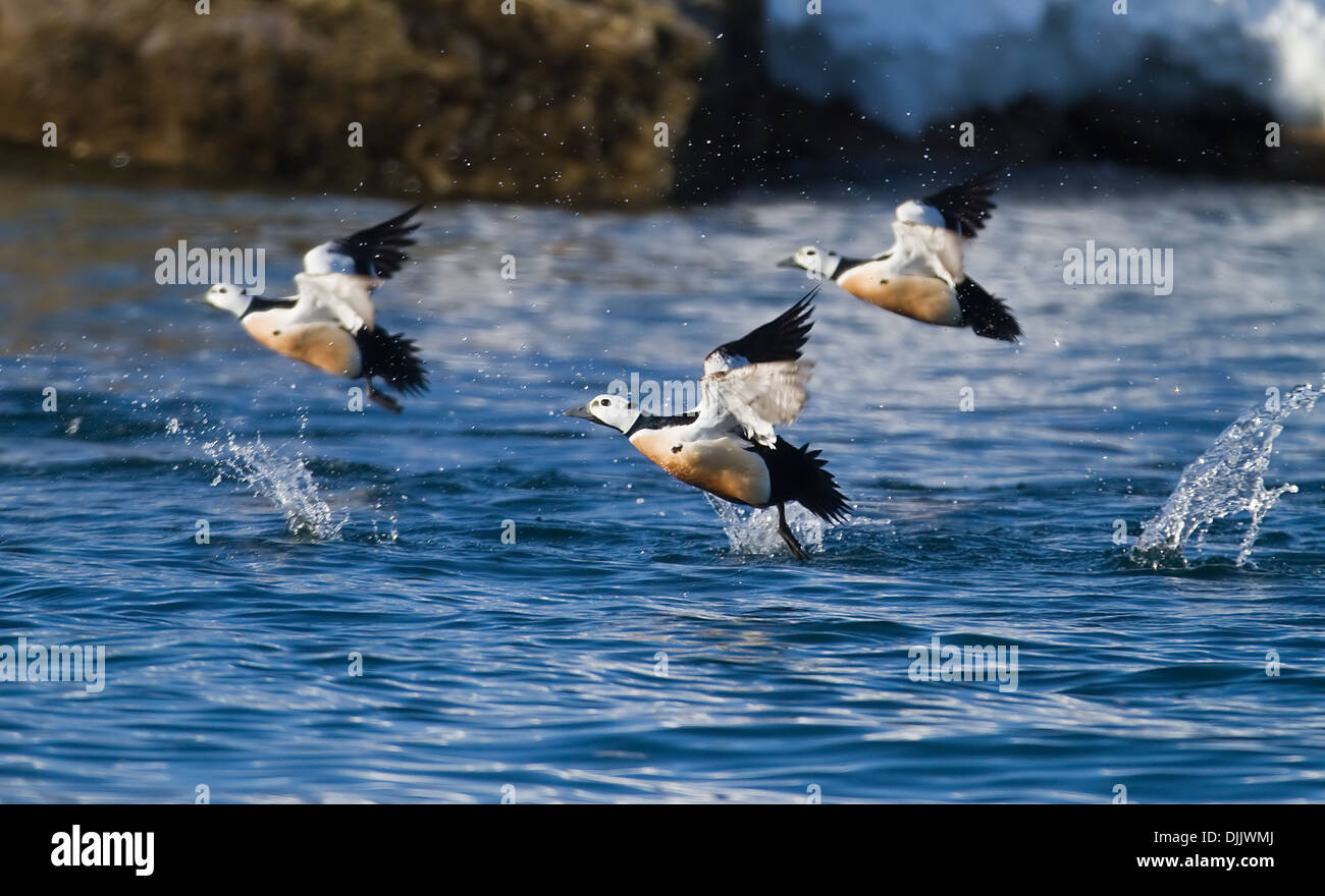 Eider taking flight hi-res stock photography and images - Alamy