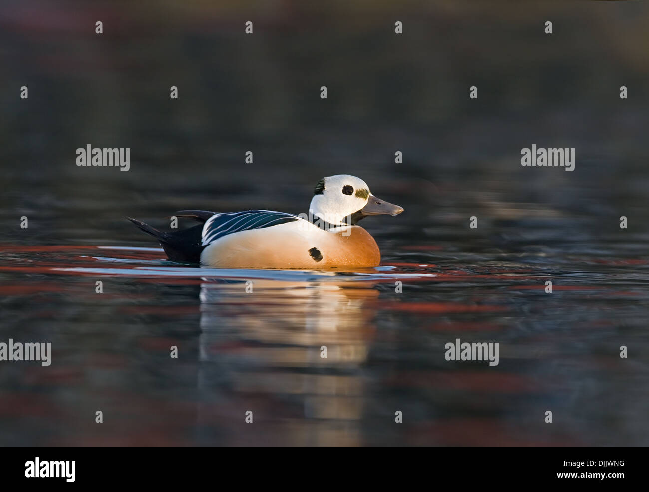 Male Stellar's Eider looking right Stock Photo - Alamy