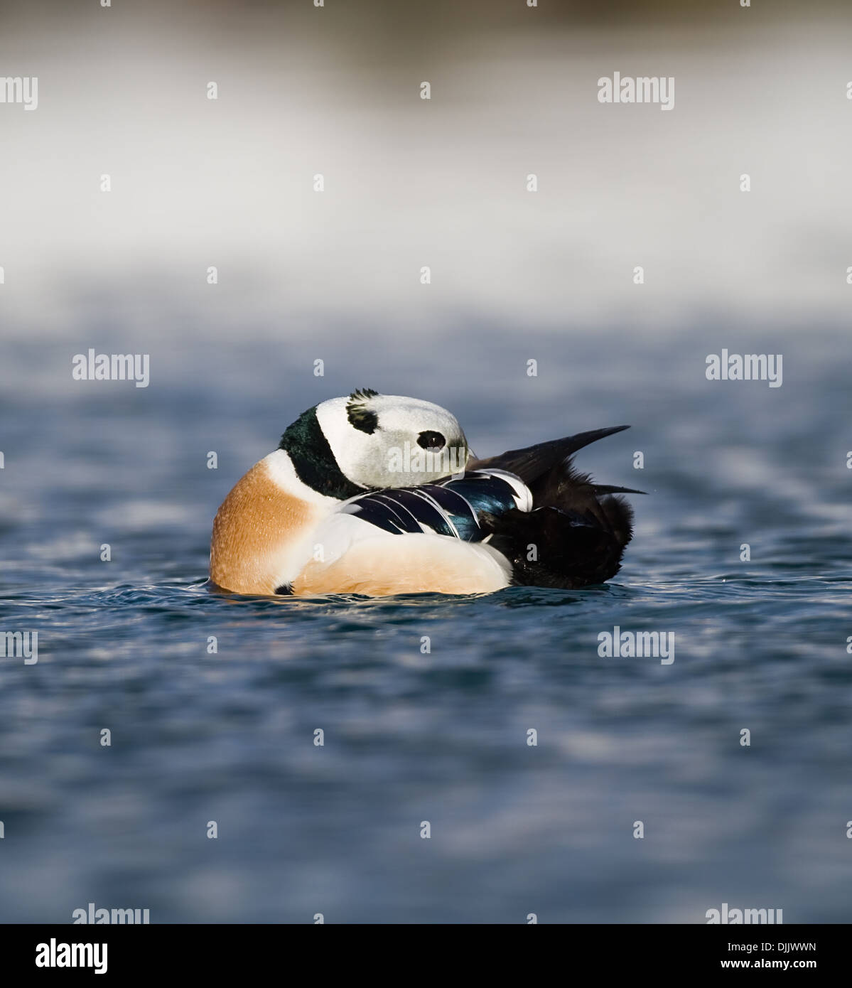 Eider preening hi-res stock photography and images - Alamy