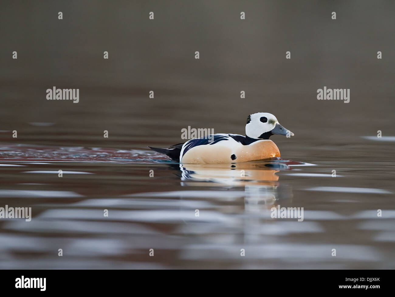 Eider swimming hi-res stock photography and images - Alamy