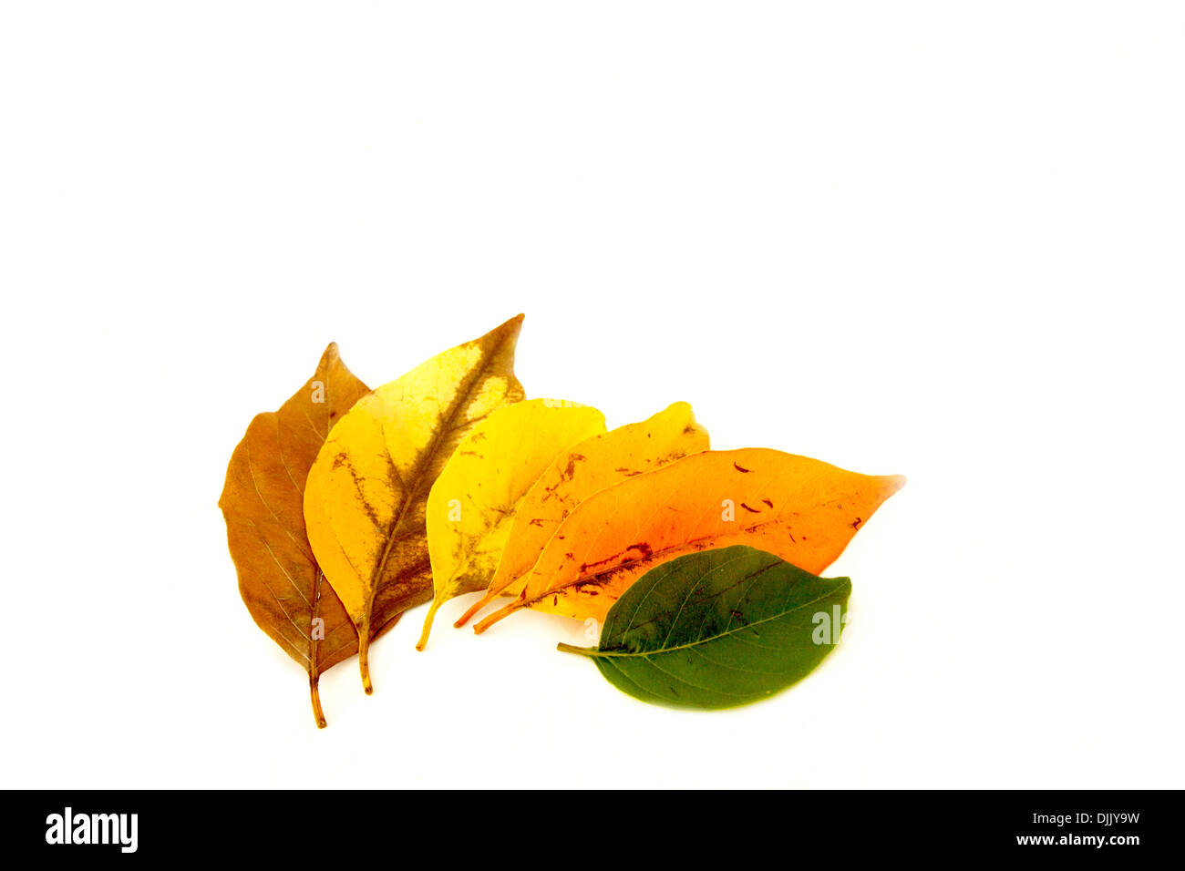 various leaf colors depicting cycle of life Stock Photo - Alamy