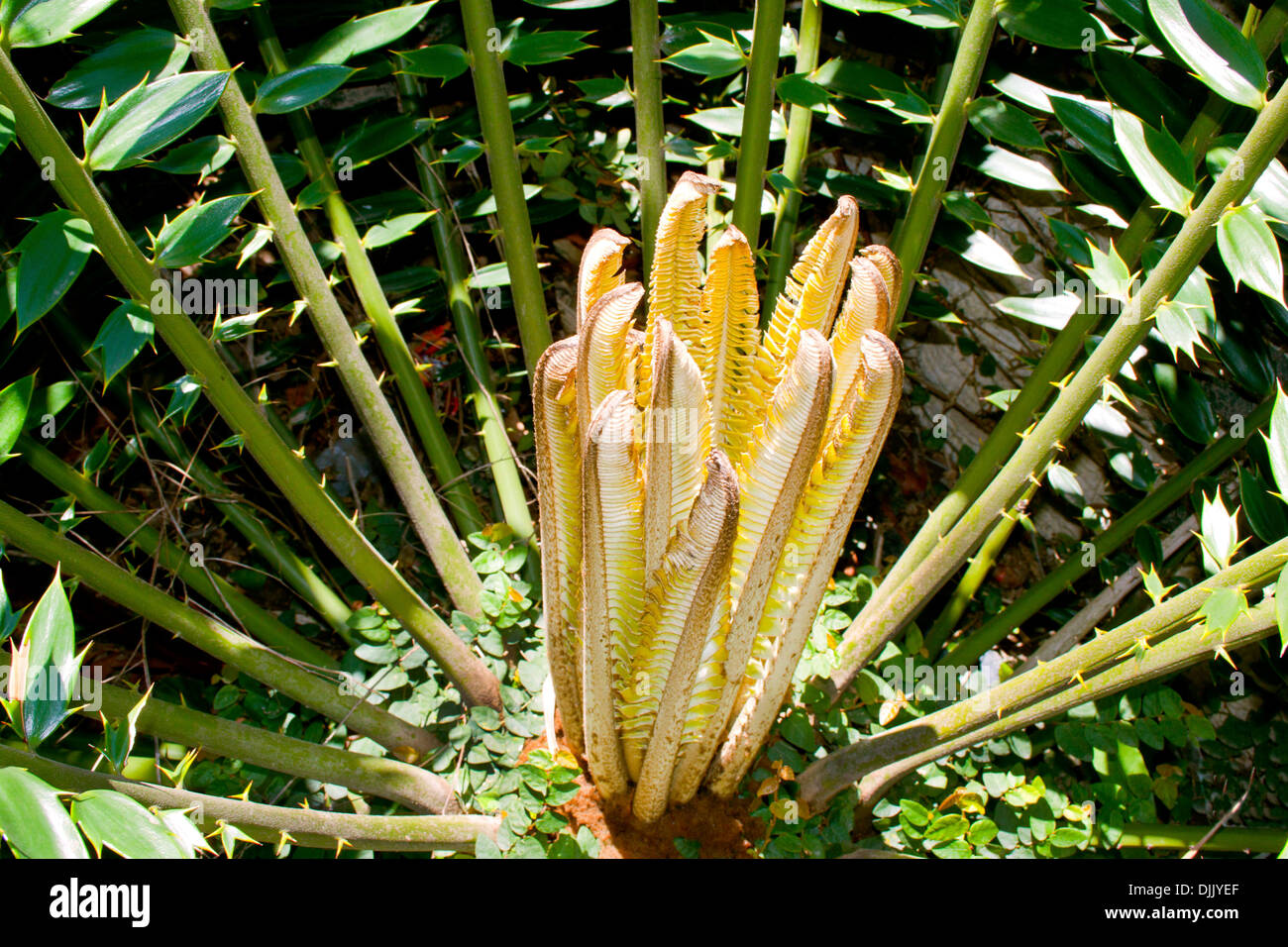 South african cycad hi-res stock photography and images - Alamy