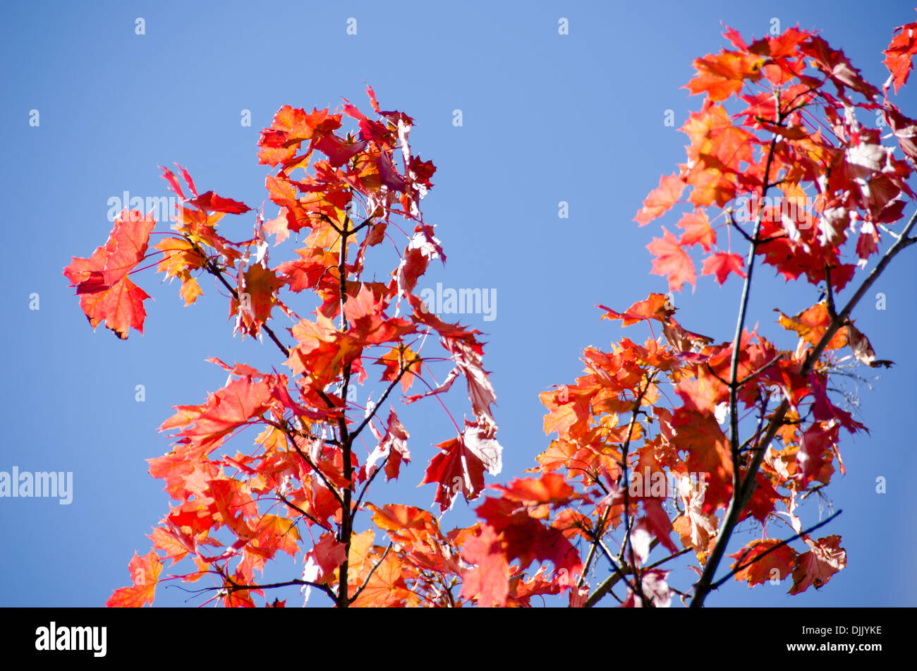 A branch of yellow red leaves of maple in backlight, in front of a blue ...