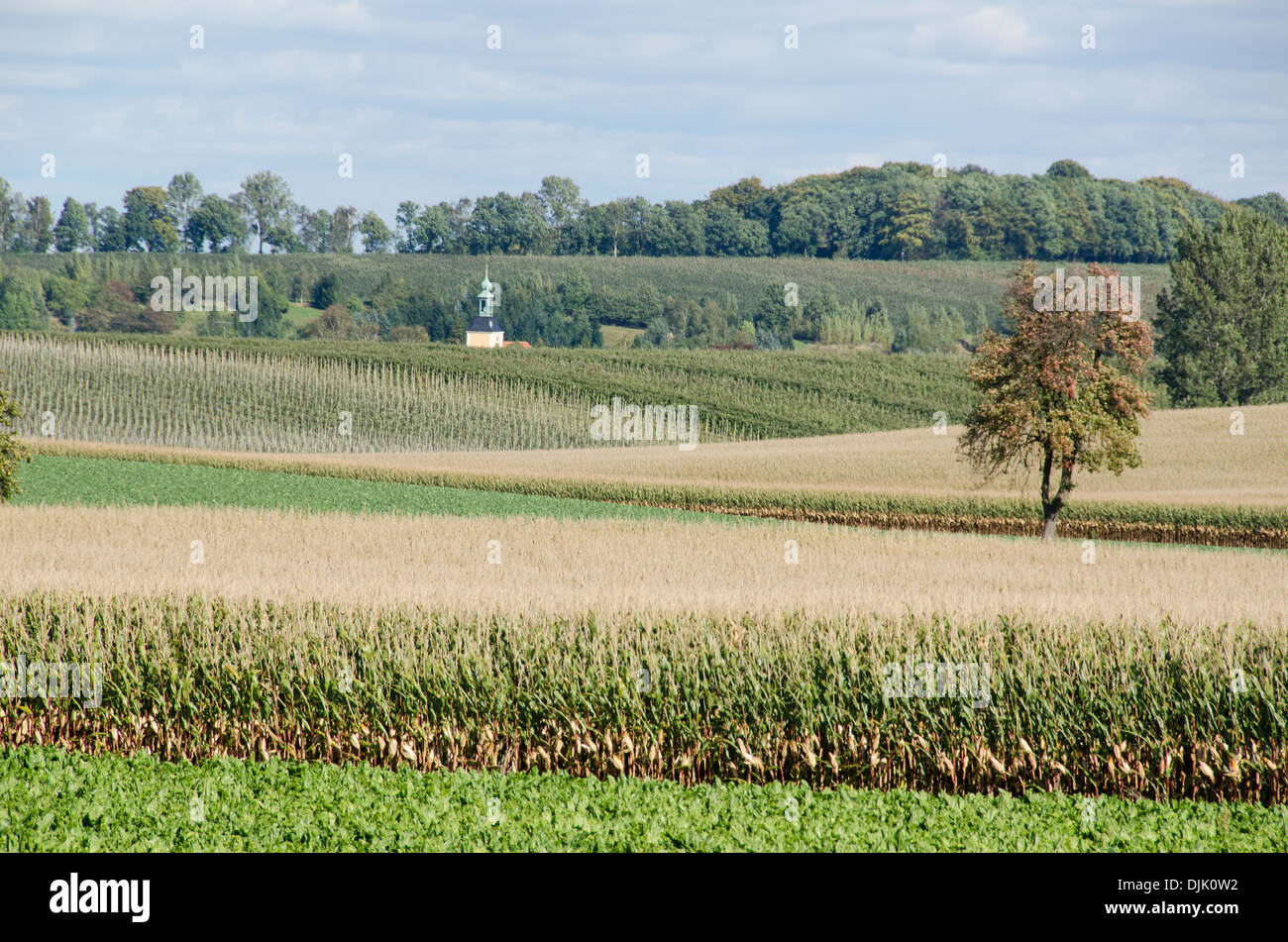 Landscape in Saxony, Germany, with corn fields, hills and church Stock ...