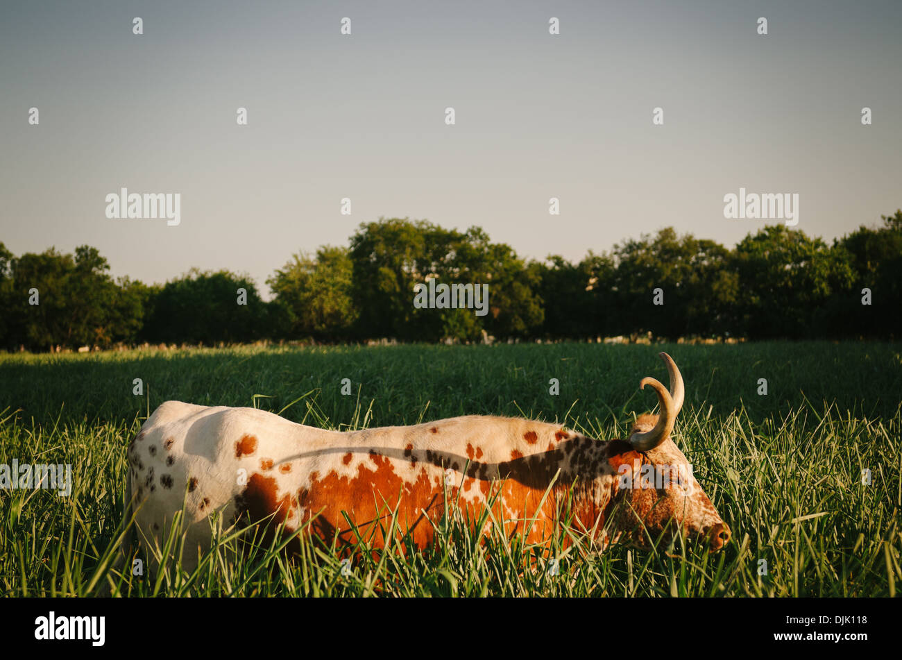 The horn of a Texas Cattle Longhorn projects a shadow over his back ...