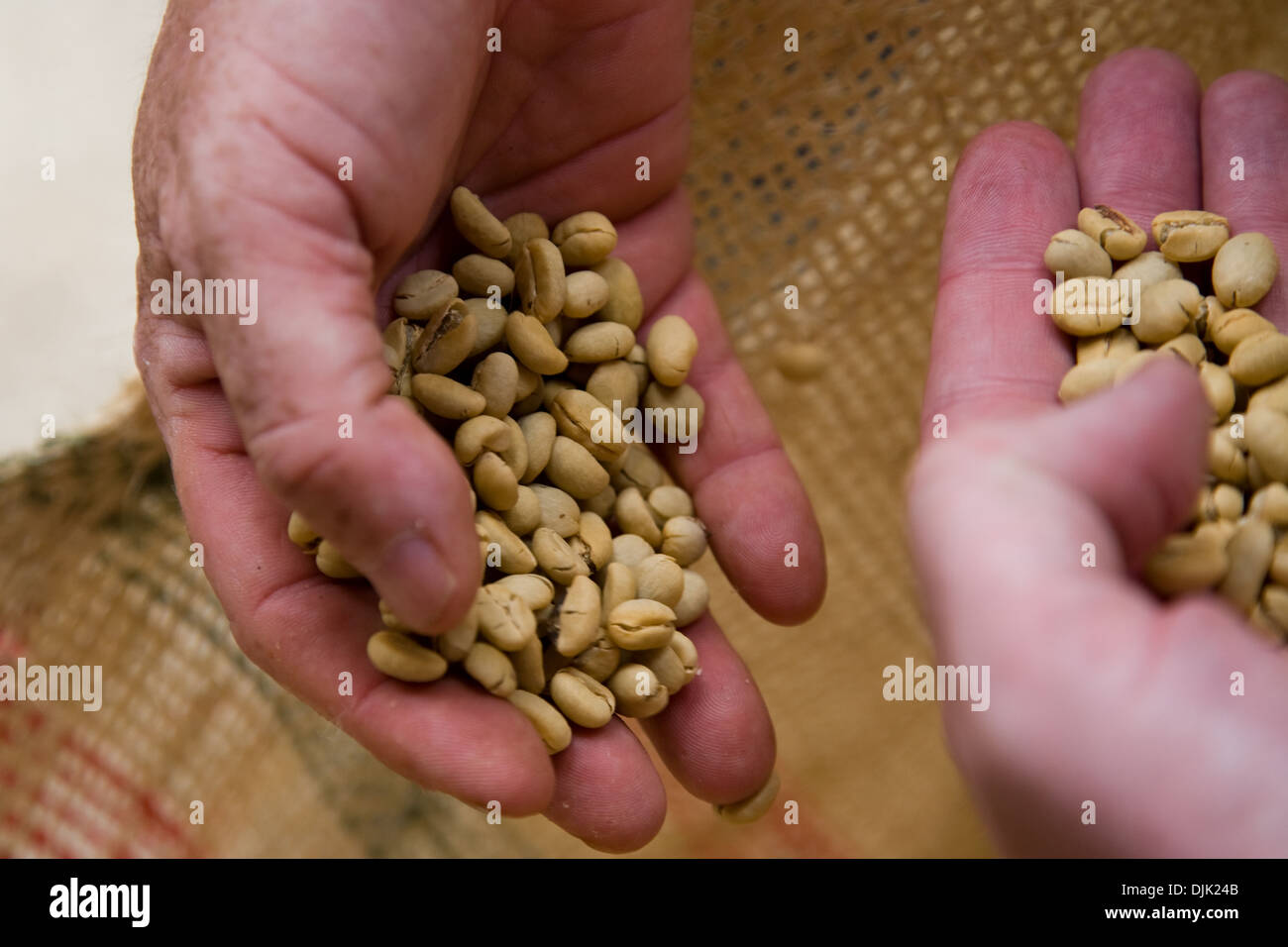 Sorting coffee hi-res stock photography and images - Alamy