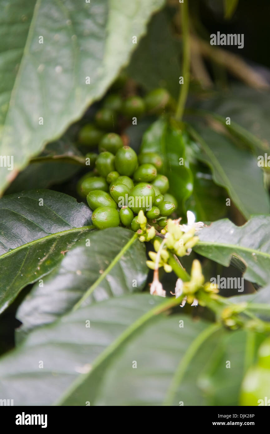Robusta coffee plantation hi-res stock photography and images - Alamy