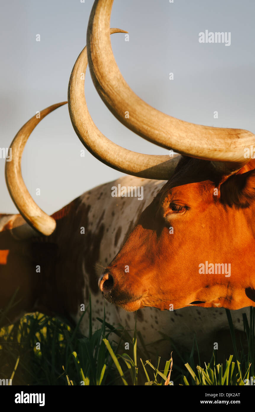 Two mature Texas Longhorns in the middle of grassy field at sunset. Low ...
