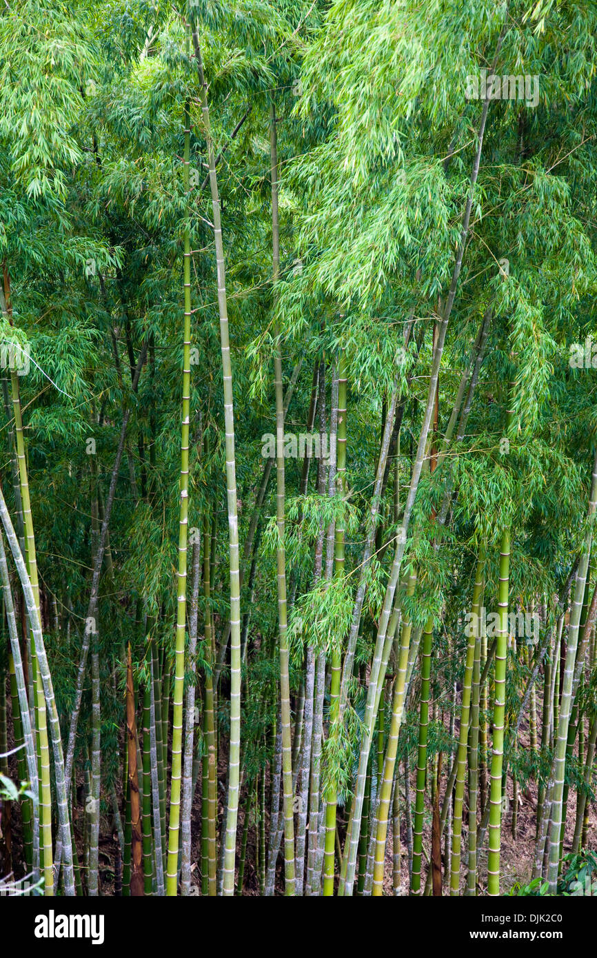 Bamboo trees in Colombia Stock Photo - Alamy