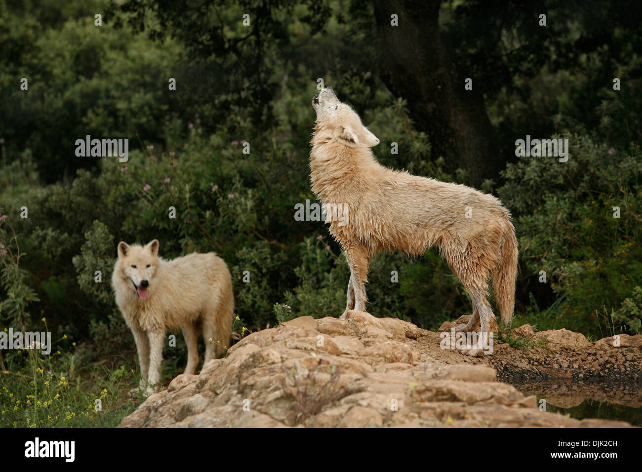 Alaska wolf hi-res stock photography and images - Alamy