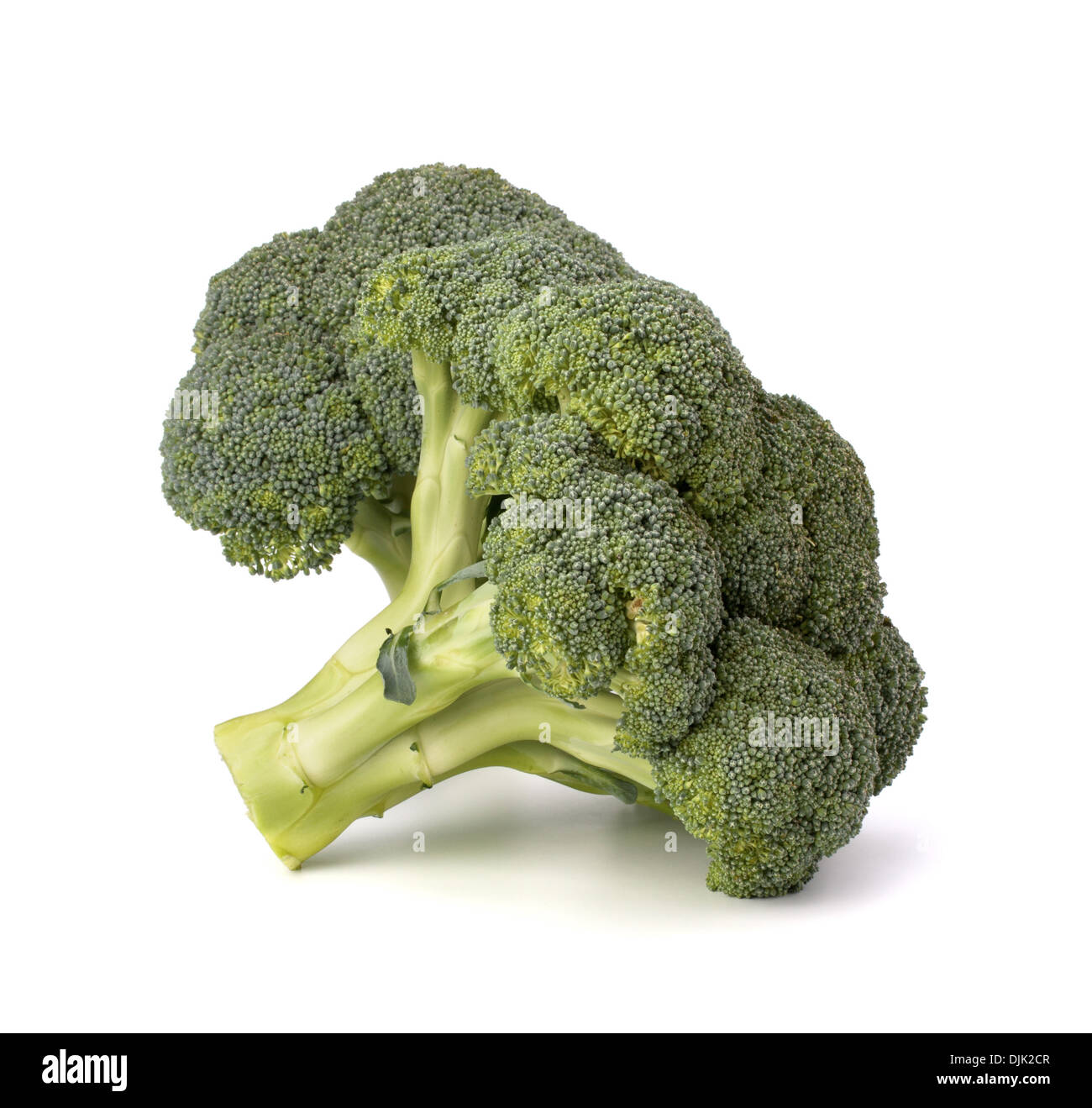 Broccoli vegetable isolated on white background Stock Photo - Alamy