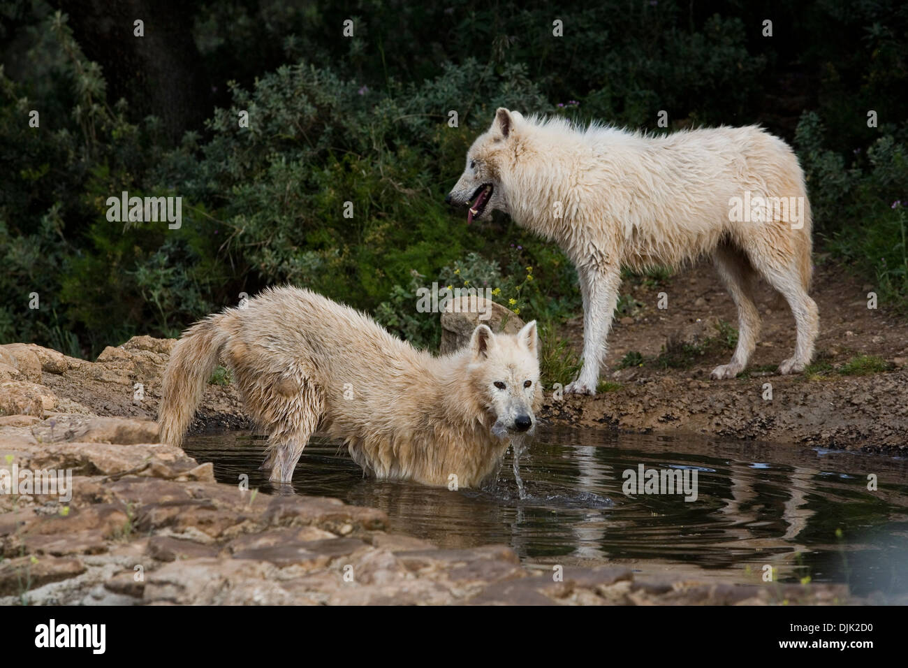 Wet wolf hi-res stock photography and images - Alamy
