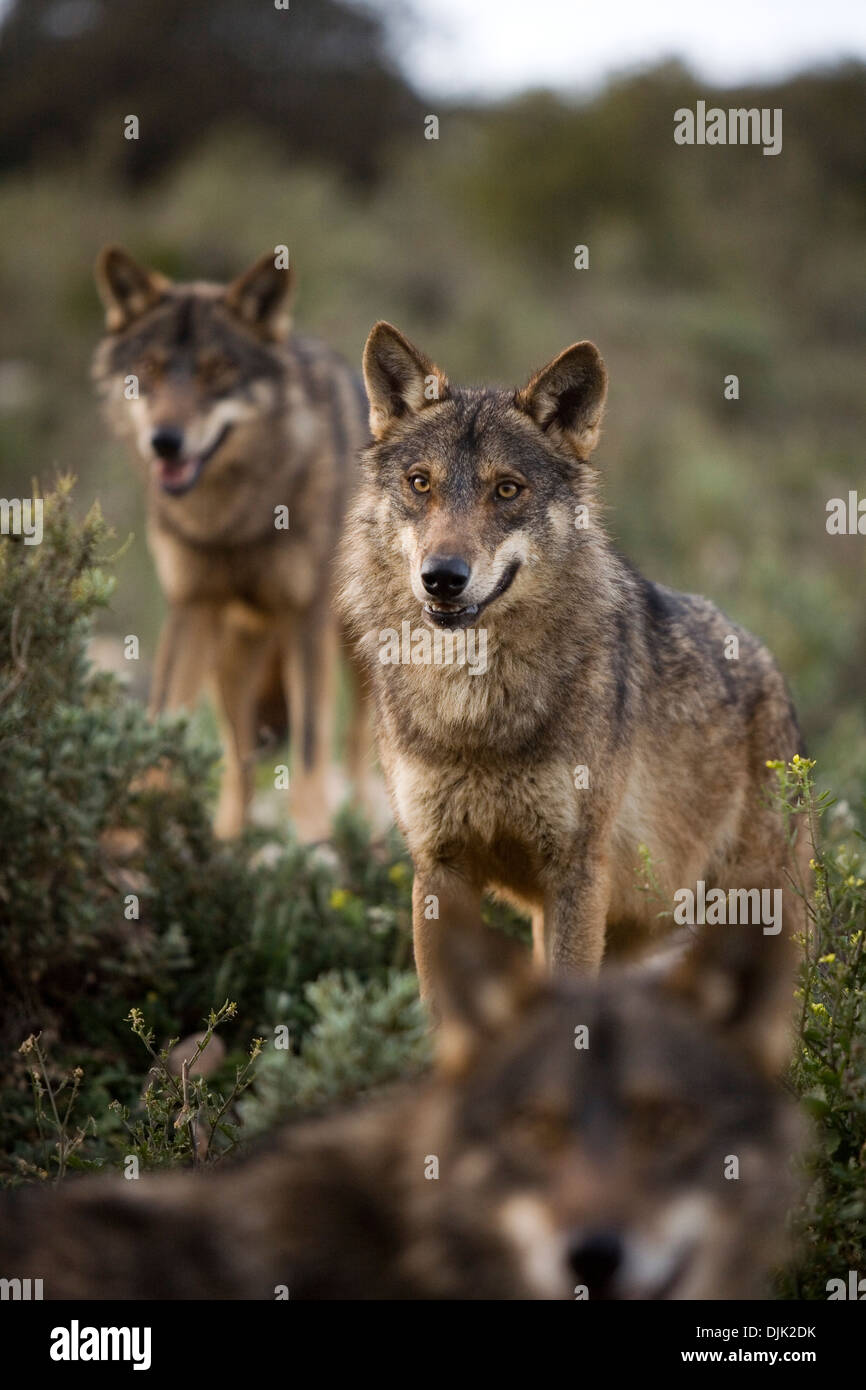 Three Iberian wolves, watch the horizon, Wolf park, Antequera, Malaga ...