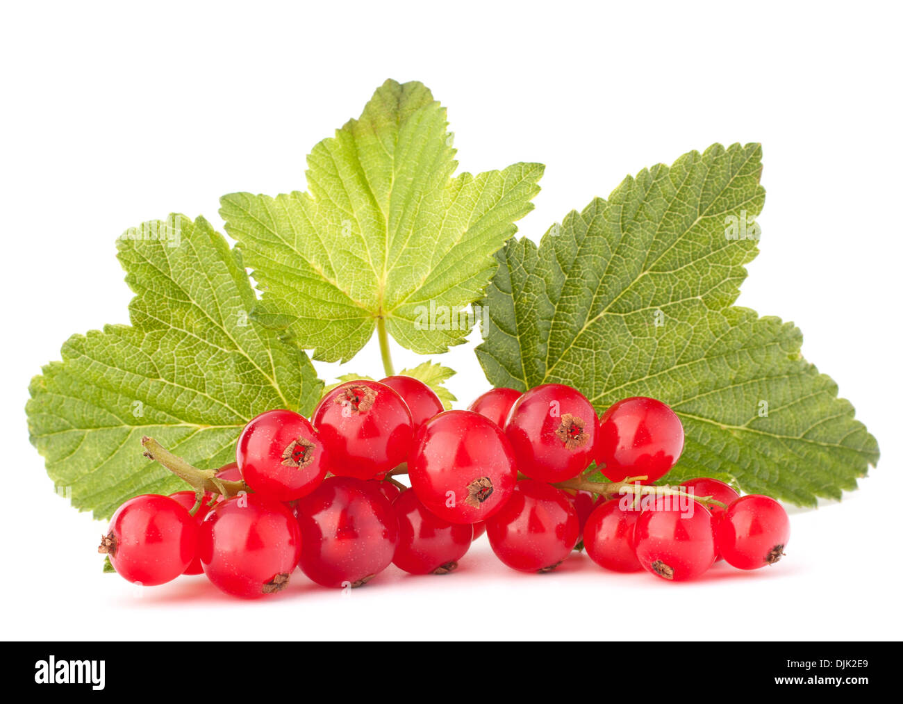 Red currants and green leaves still life isolated on white background ...